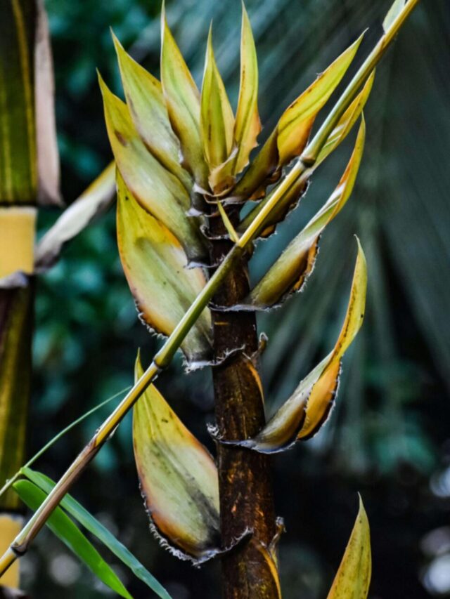 Top 10 Health Benefits of Using Bamboo Products in Your Daily Life ...